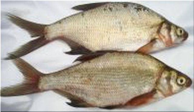 Bream