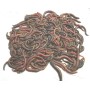 Live Baits
