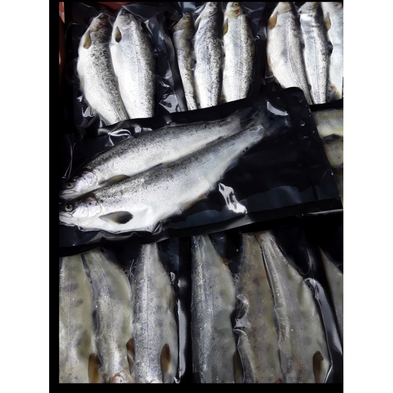 Salmon Smolts