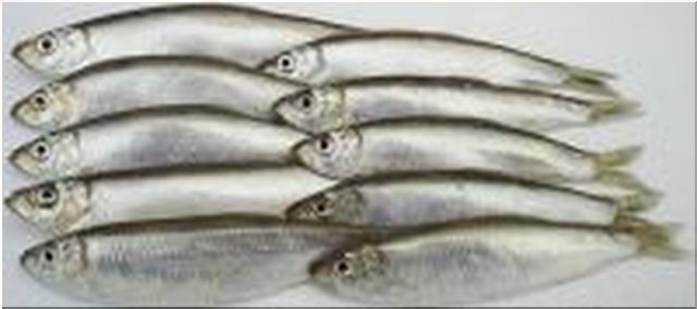 Sprats